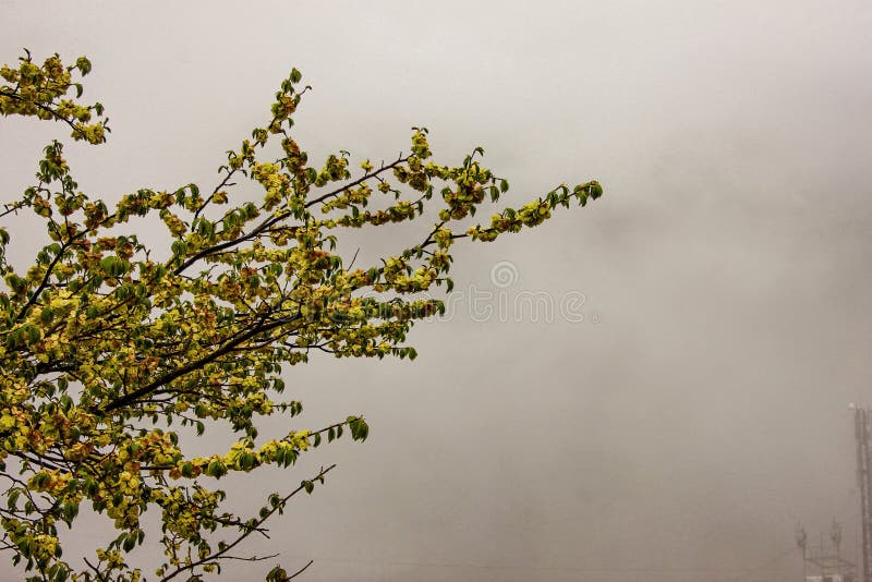 Small but Strong Pine Tree Growing on a Rock Stock Photo - Image of ...
