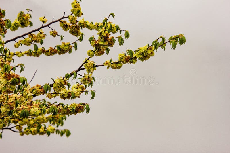 Small but Strong Pine Tree Growing on a Rock Stock Photo - Image of ...