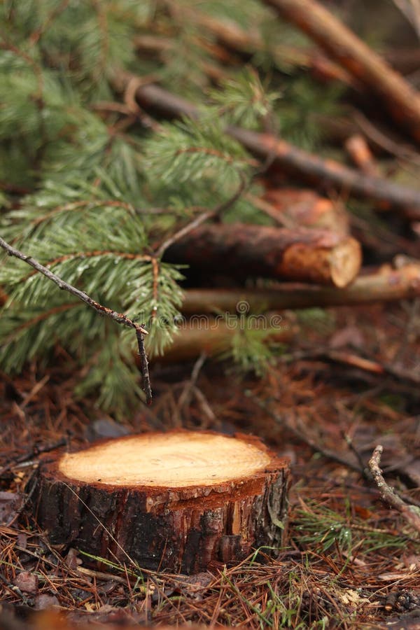 Small Stump, Cutting Trees and Pine Branches. Pile of Cut Green Pine ...
