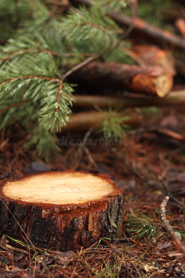 Small Stump, Cutting Trees and Pine Branches, Forest Stock Image ...