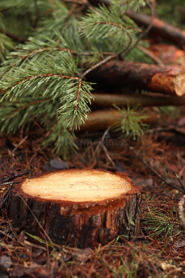Small Stump, Cutting Trees and Pine Branches, Forest Stock Photo ...