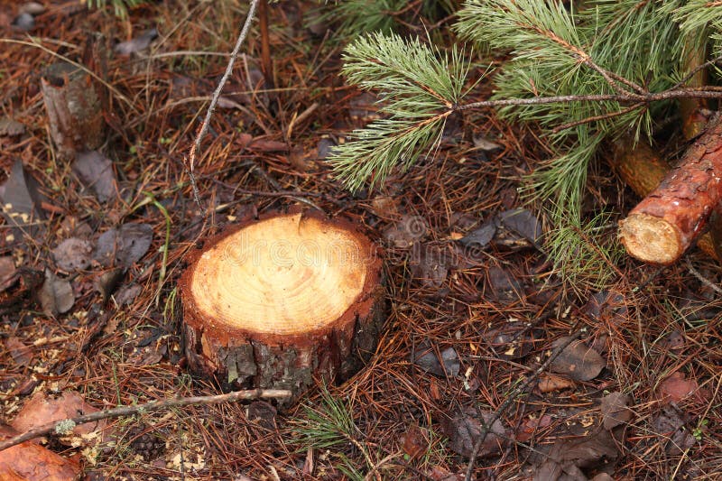 Small Stump, Cutting Trees and Pine Branches, Forest Stock Photo ...