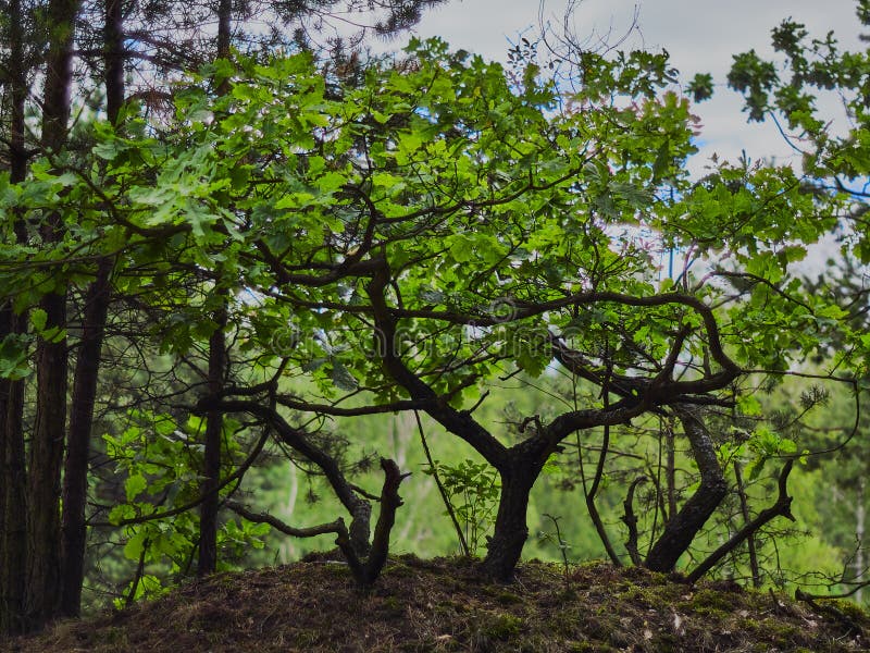 Small Stunted Pine Trees Growing on a Snow Covered Nordic Bog. Stock ...