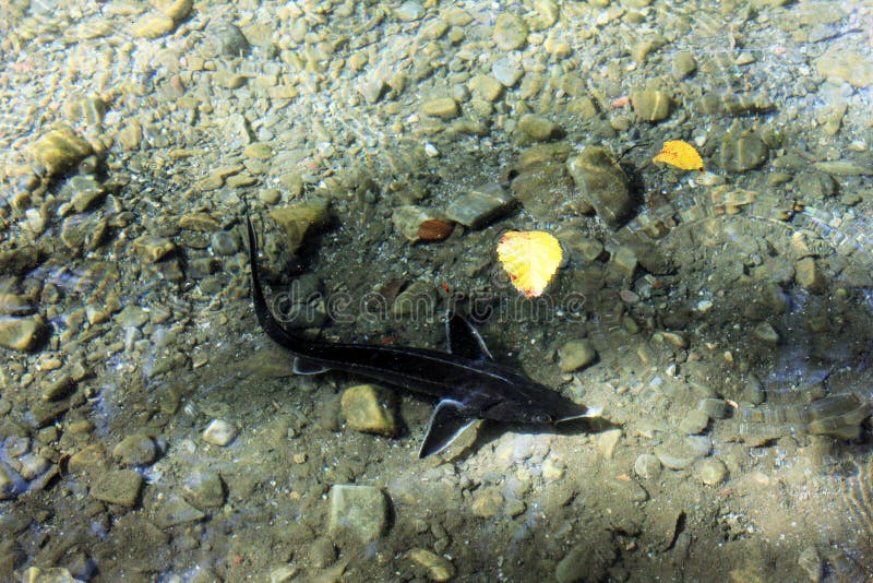 A Small Sturgeon Swims in a Pond Stock Photo - Image of river ...