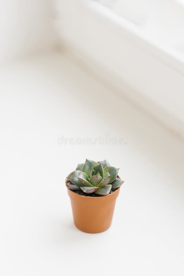 Small Succulent in a Brown Pot on the Window Stands Stock Photo - Image ...