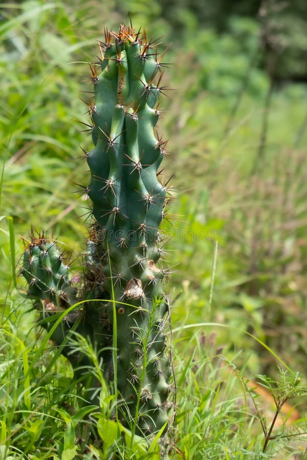 Small Succulent Cactus in the Desert, Cactus Concept Stock Image ...