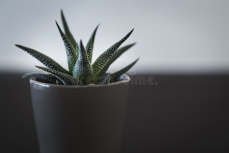 Small succulent flower stock image. Image of vygie, gardens - 145212793