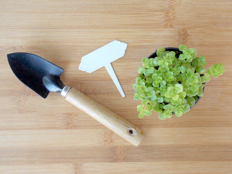 Small Succulent Plant in Pot Top View Stock Photo - Image of wallpaper ...