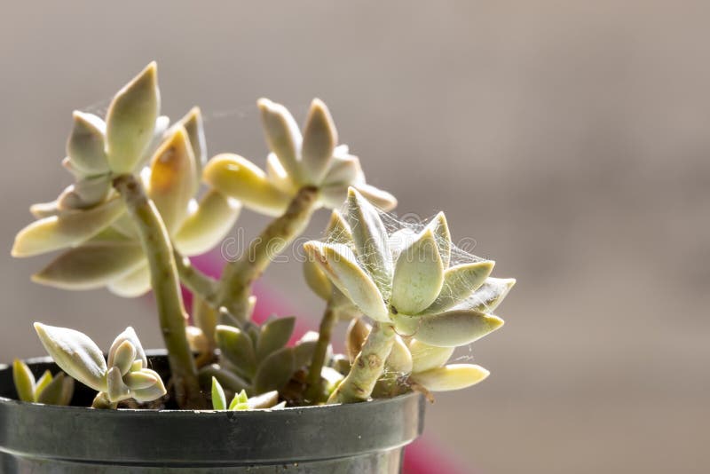 Small Succulent Plant with Spider Web Stock Image - Image of bouquet ...