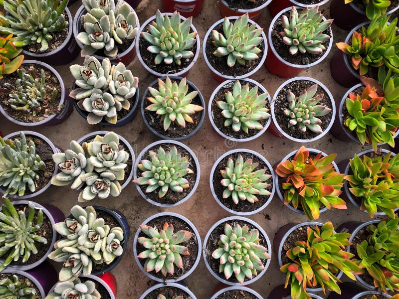 Small Succulent Plants in Garden Shop Stock Image - Image of decoration ...