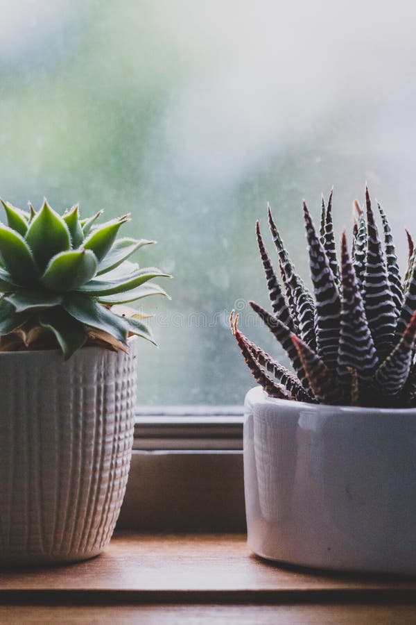 Small Succulent Plants Indoor by the Window with Backyard Tree in the ...