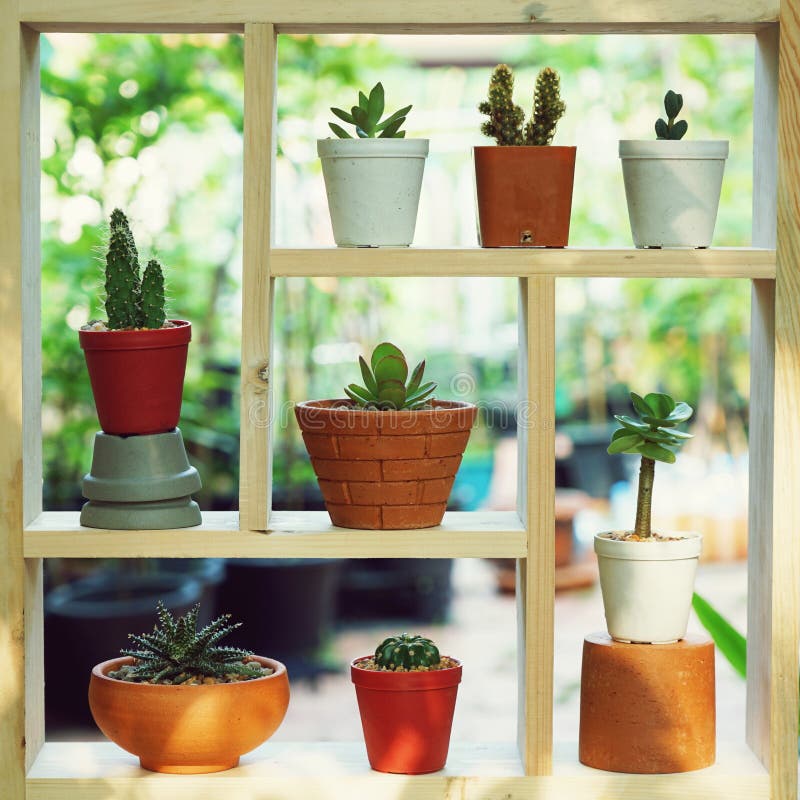 Small Succulent Pot Plants Decorative on Wood Window with Morning Warm ...