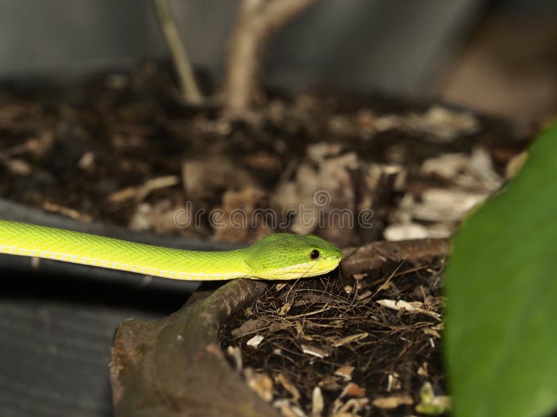 Small Sumatran Green Pit Viper in Garden at Night Stock Photo - Image ...