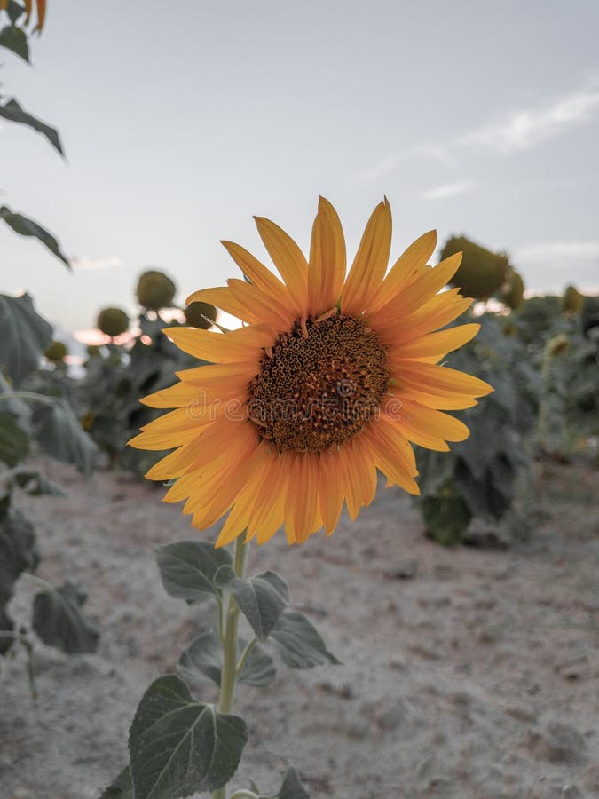 Small Sunflower with Bright Petals in the Field at Sunset. Stock Image ...