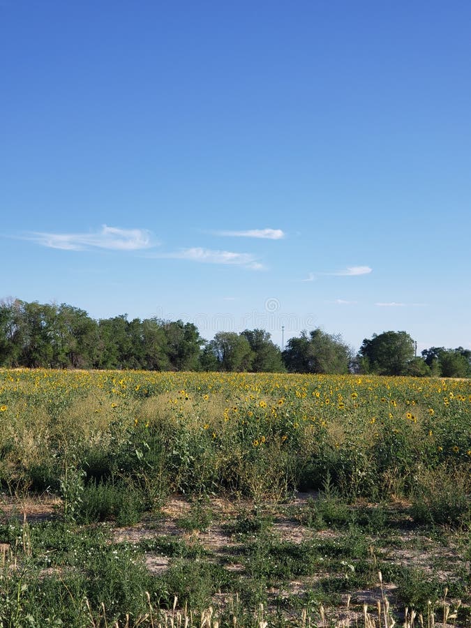 Small Sunflower Field in Rural America Stock Photo - Image of rural ...