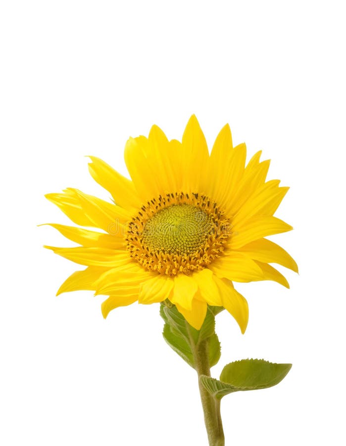 Small Sunflower Flower Isolated on White Background Stock Photo - Image ...