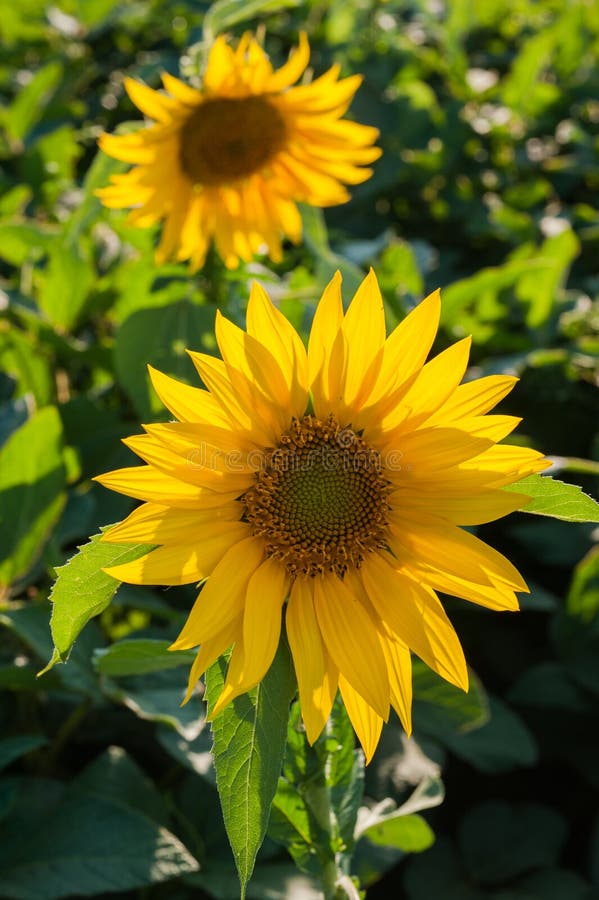 Small Sunflowers on a Sunny Day in the Field Stock Image - Image of ...