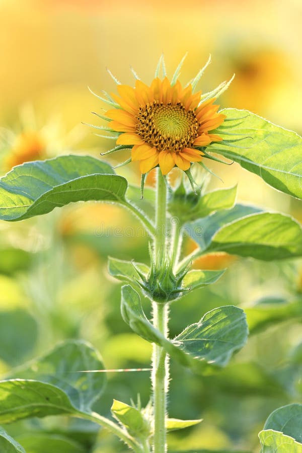Summer sunflower fields stock photo. Image of botany - 19207736