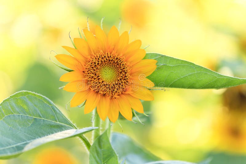 Summer sunflower fields stock photo. Image of botany - 19207736