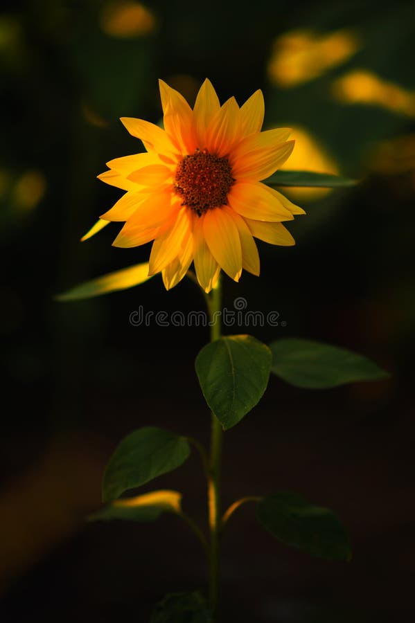 Small Sunflower Lit by the Sun on a Dark Background Stock Photo - Image ...