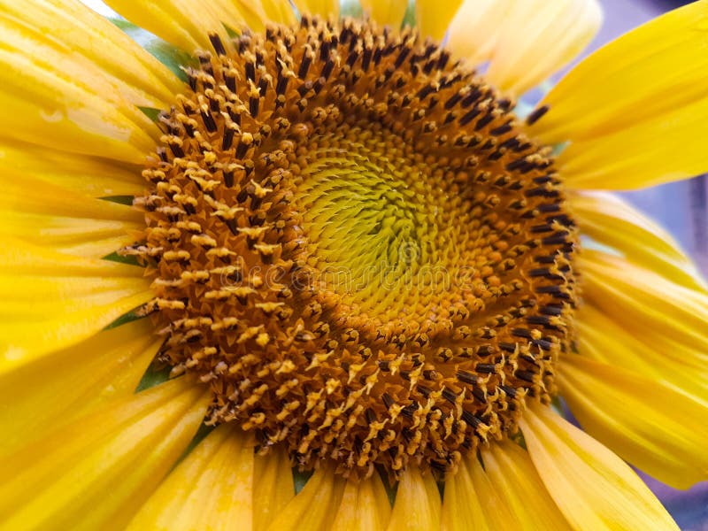 Small sunflower outside stock photo. Image of outside - 179231524