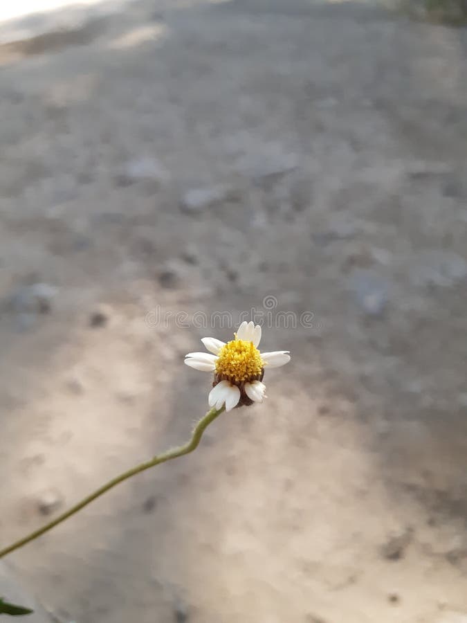 Small Sunflowers that Have Just Bloomed are Very Pretty in Color Stock ...