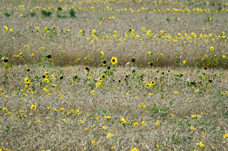 Small sunflowers stock photo. Image of seed, bright, yellow - 38345640