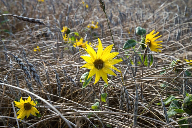 Small sunflowers stock photo. Image of seed, summer, agriculture - 38345642