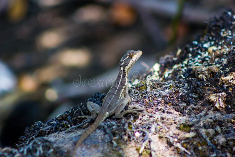 Small suspicious lizard stock image. Image of iguana - 41108923