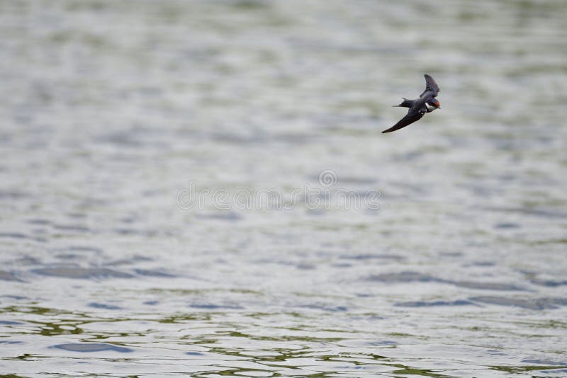 Small Swallow Bird Flying Over the Lake Stock Photo - Image of animal ...