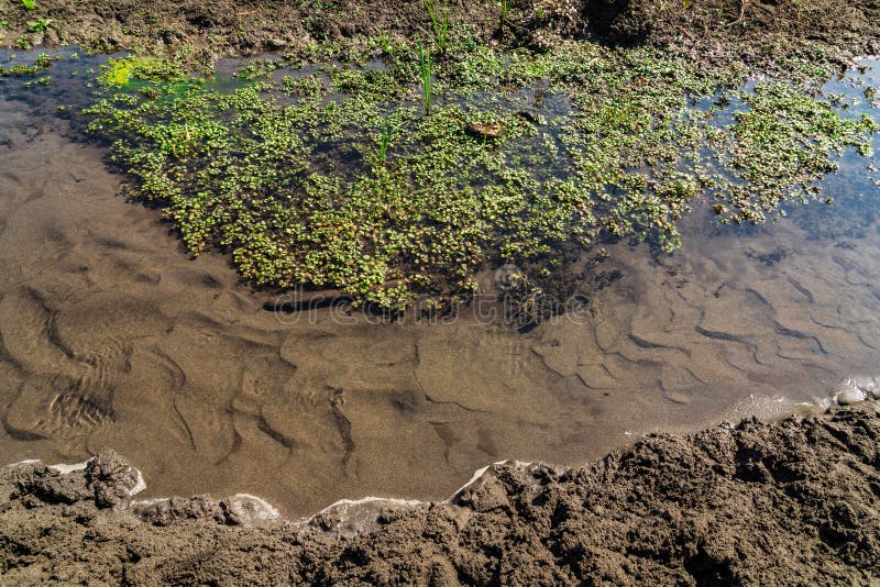Small Swamp with Clean Water Stock Image - Image of europe, colorful ...