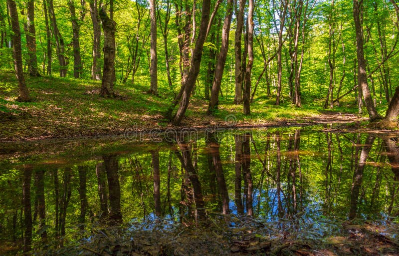 Small Swamp in a Green Forest Stock Image - Image of green, pond: 218715875