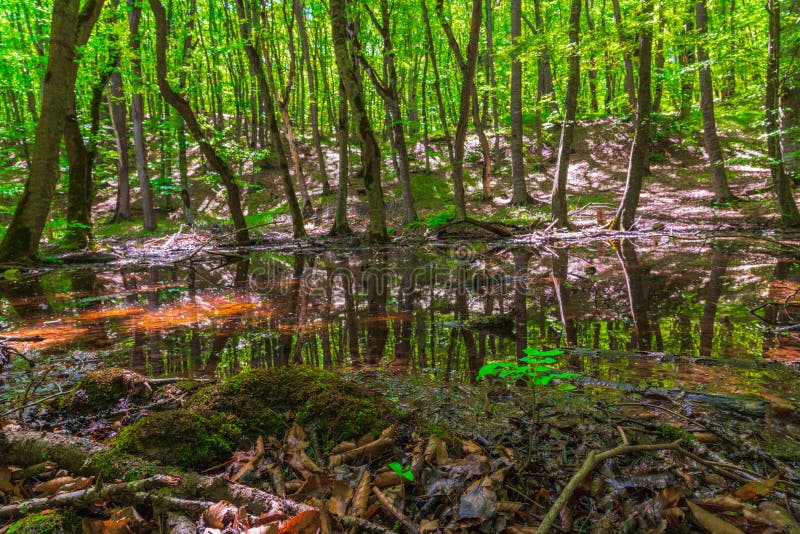 Small Swamp in a Green Forest Stock Image - Image of park, green: 218715903