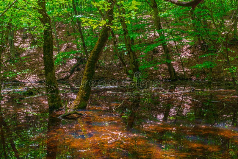 Small Swamp in a Green Forest Stock Image - Image of park, green: 218715903