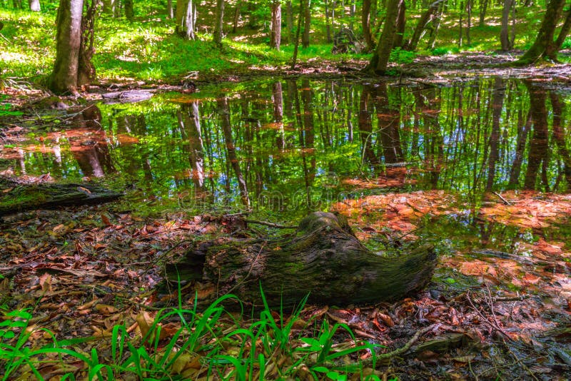 Small Swamp in a Green Forest Stock Image - Image of park, green: 218715903
