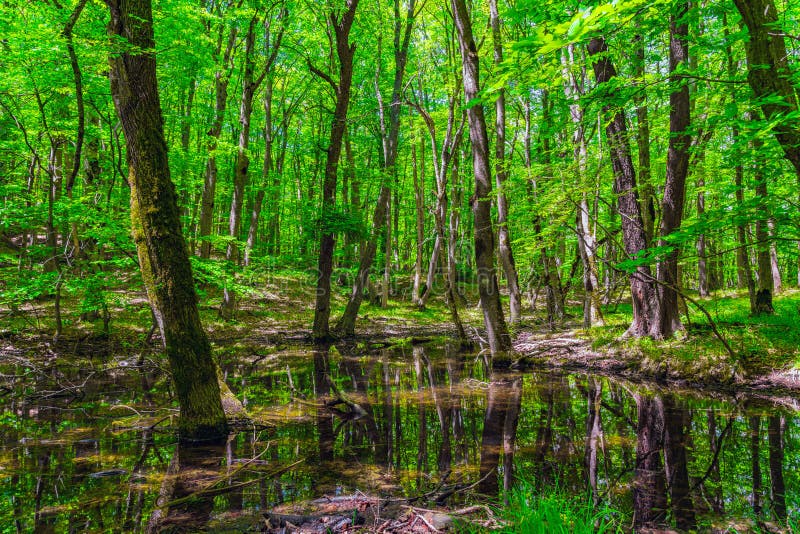 Small Swamp in a Green Forest Stock Image - Image of landscape ...