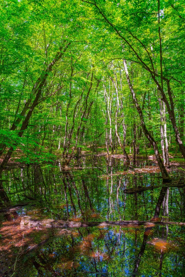Small Swamp in a Green Forest Stock Image - Image of park, green: 218715903