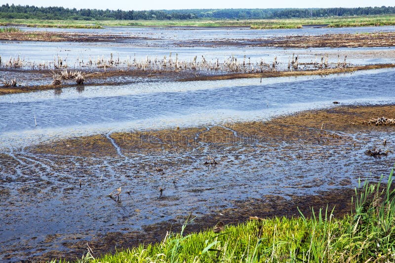 Small swamp, lake stock image. Image of pond, swamp, summer - 68819785