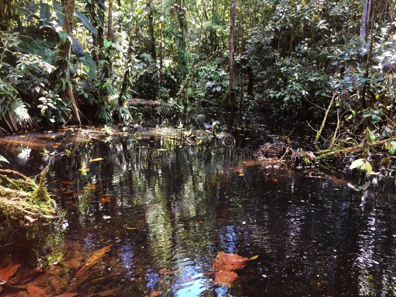 Jungle swamp stock photo. Image of explore, hiking, humid - 23252552