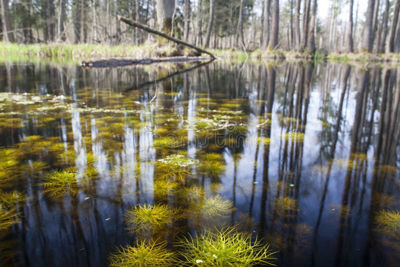 A small swamp. stock photo. Image of forest, water, pine - 58162344