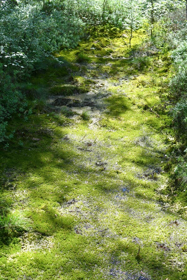 Small Swamp River in the Dark Forest. Moss, Fern, Plants, Trees Stock ...