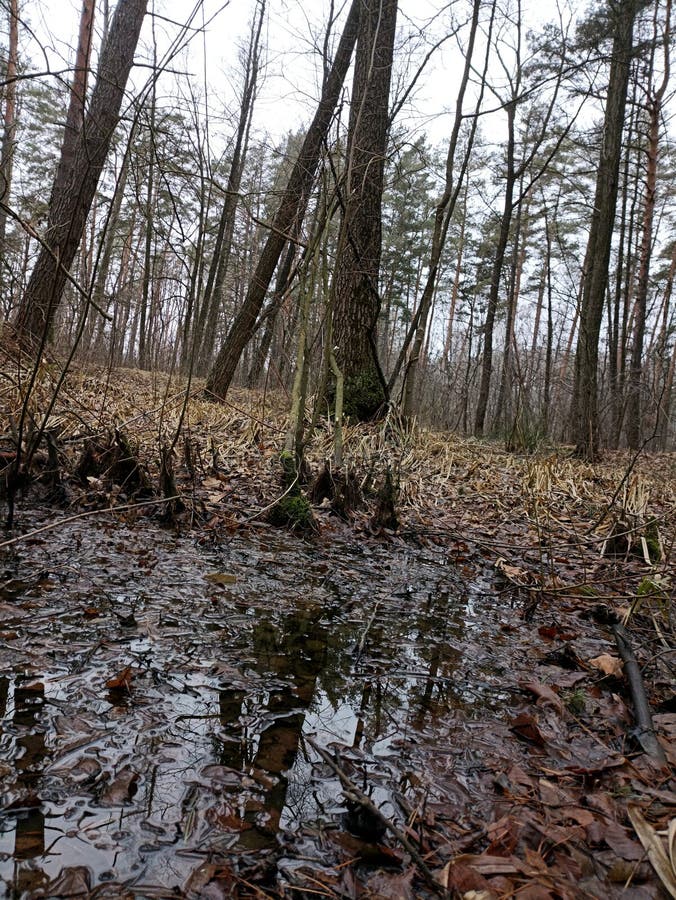Small Swamp Thicket Forest Filled Fallen Leaves Stock Photos - Free ...