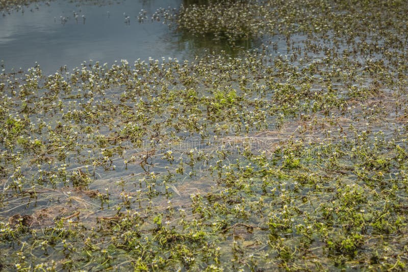 A Small Swamp in Which Flowers Bloom. Flowers Grow in the Water. Stock ...