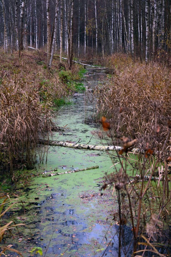 Small Swampy River in the Autumn Forest Stock Photo - Image of water ...