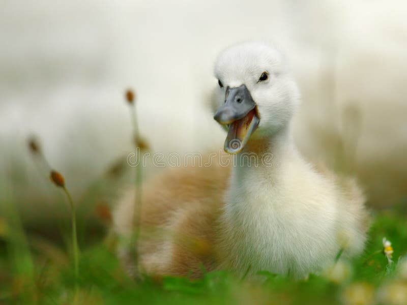 Little swans stock photo. Image of wildlife, duckling - 19686568