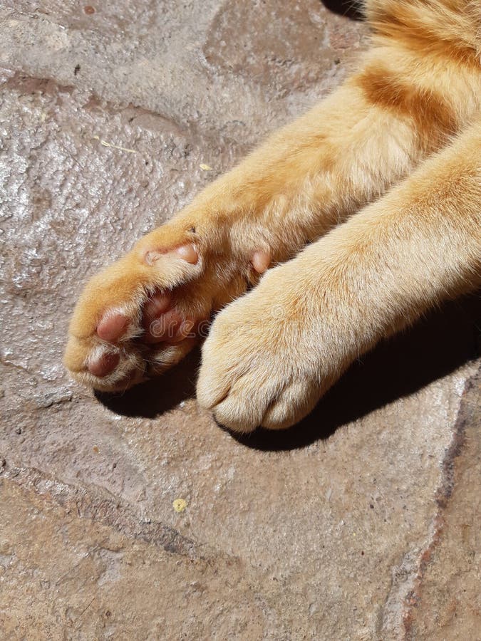 Small, sweet and pink paws stock photo. Image of hand - 205708584