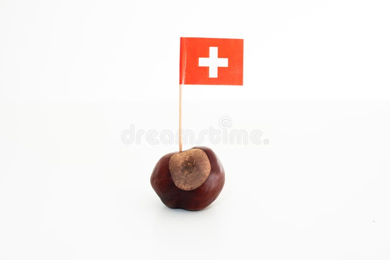 Small Swiss Flag on an Autumn Chestnut Concept Front View Isolated on ...