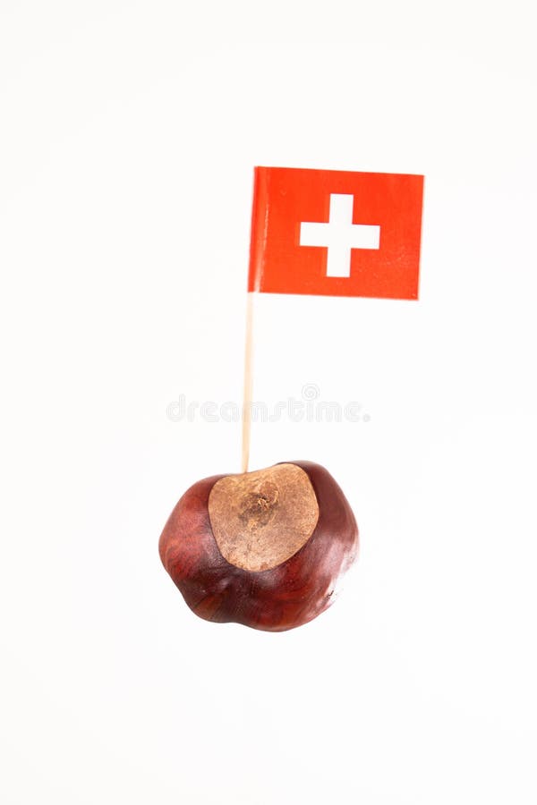 Small Swiss Flag on an Autumn Chestnut Concept Front View Isolated on ...