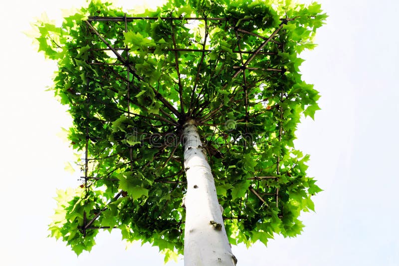 Small Sycamore Maple Tree with Square Bamboo Frame Support with Blue ...