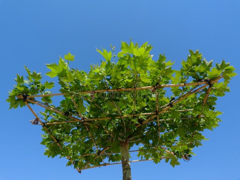 Small Sycamore Maple Tree with Square Bamboo Frame Support Stock Photo ...